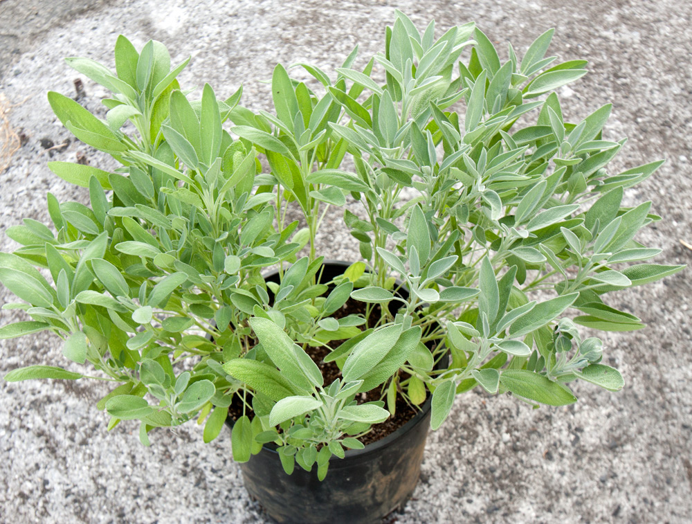 Broad-Leaf Sage ~ Adventures in Gardening Pohnpei, Micronesia