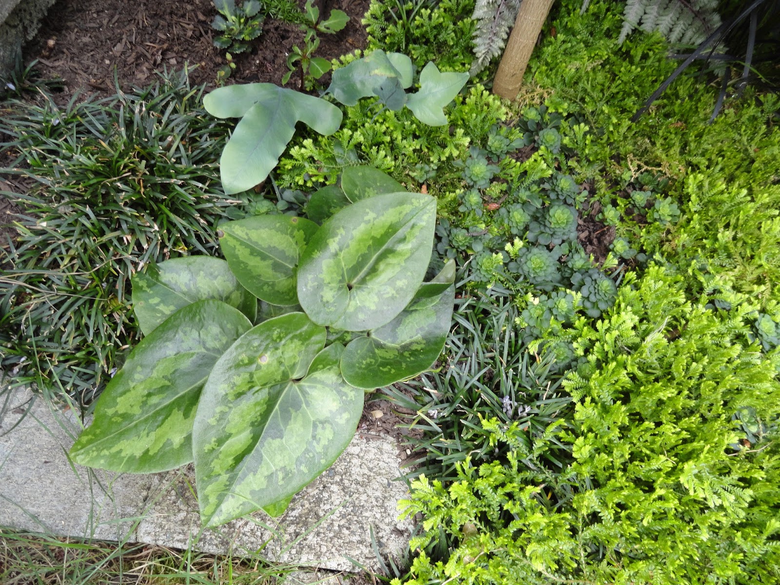 danger garden: Fav's for July...it's all about the foliage (of course)