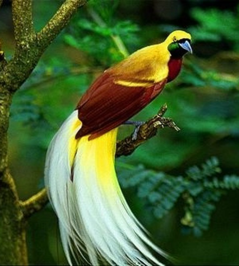 Cendrawasih ( Burung Surga ) | All About Animal