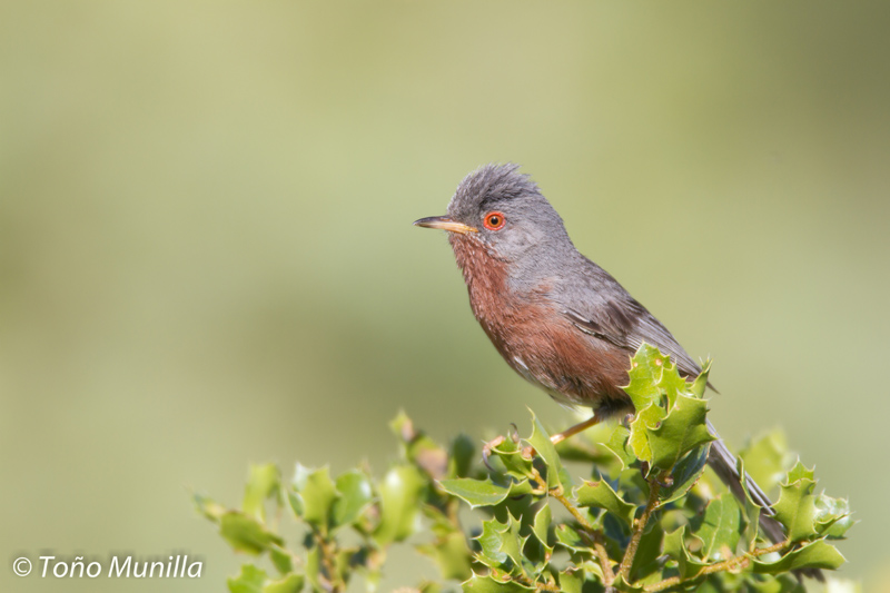 Aves de Navarra/Nafarroako hegaztiak: Las currucas rabilargas del Boyeral