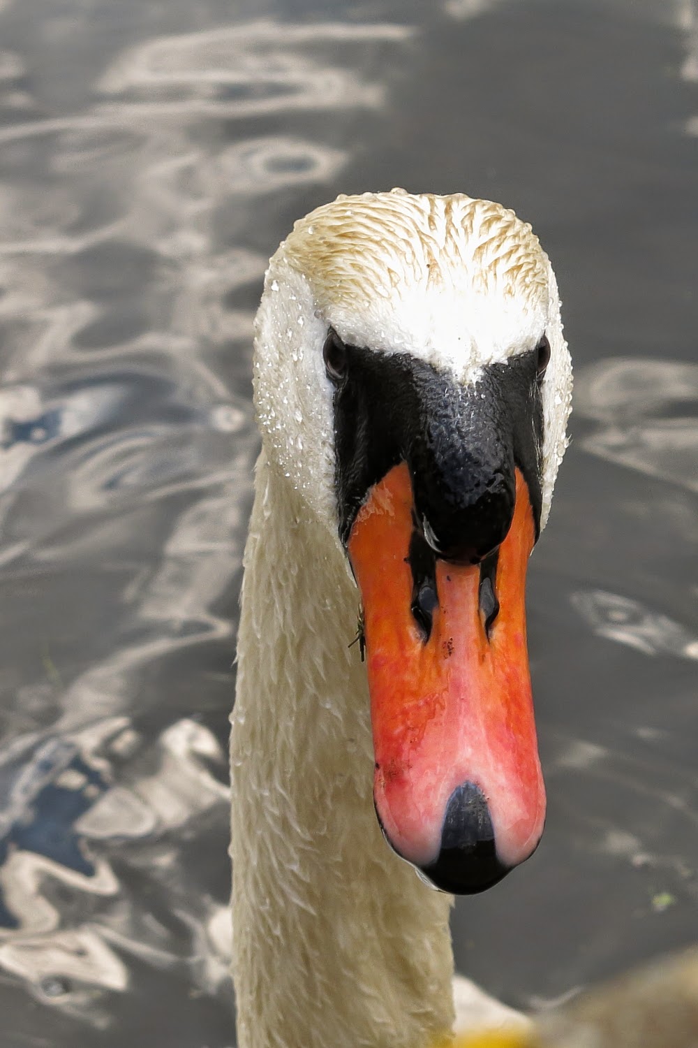 Norman & Norma - A Swan Love Story