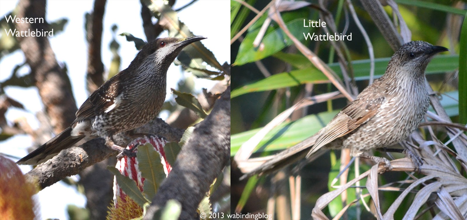 Leeuwin Current Birding: South-west Endemics Part 3: Western Wattlebird
