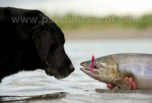 PSICOLMASCOT: 13 agosto 2013