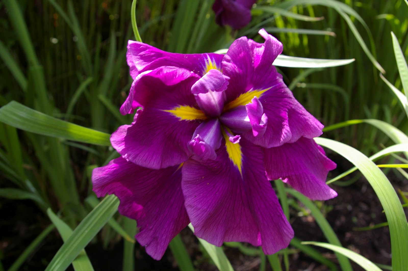 The DuBrule Diaries: Eye Candy- My Amazing Japanese Irises