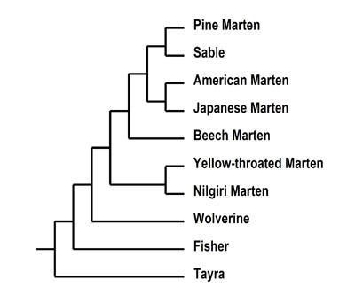 Synapsida: Weasels up Trees: Pine and Beech Martens