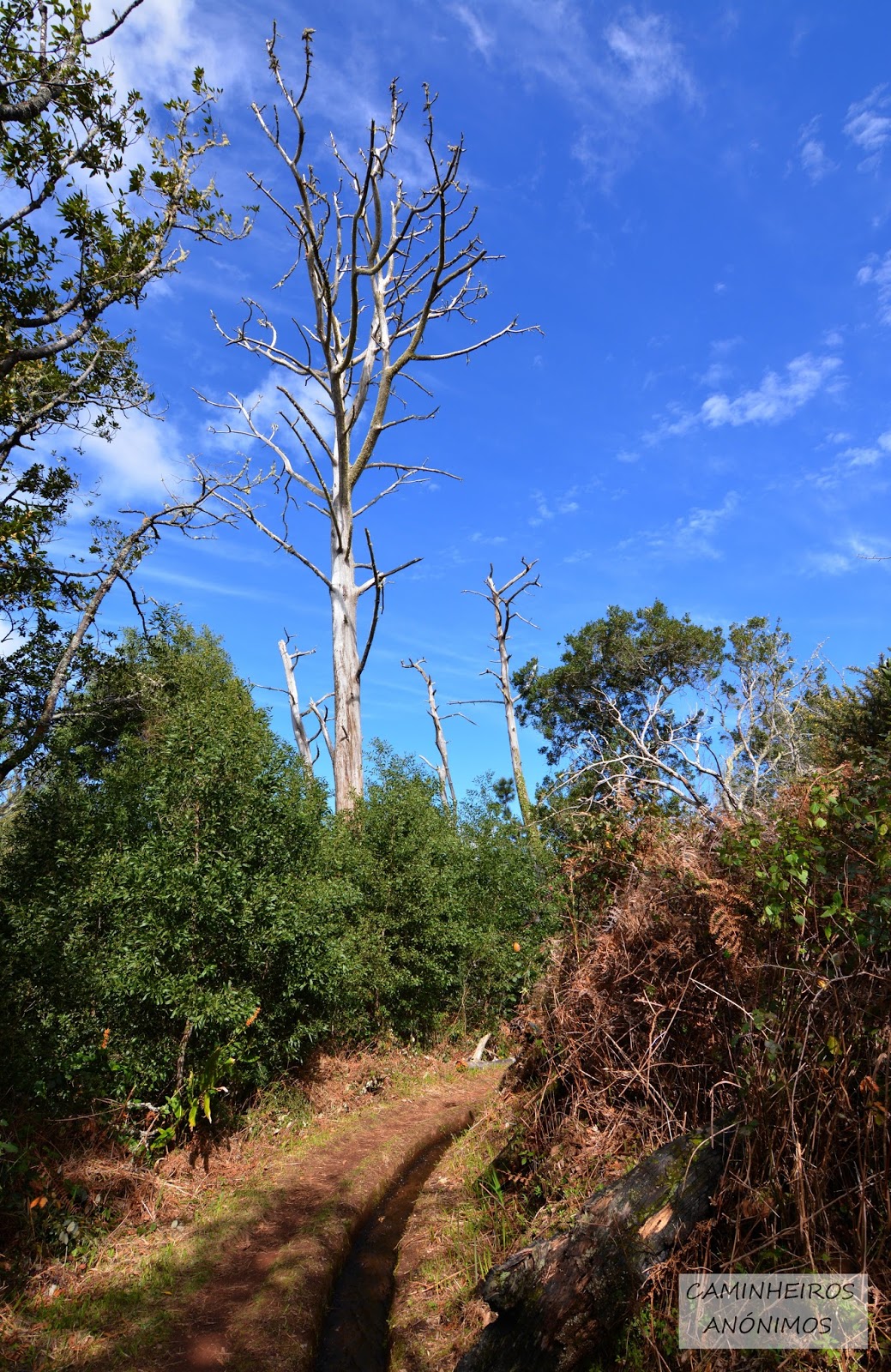 Caminheiros Anónimos Levadas da Madeira : Levada Grande (Achadas da Cruz)