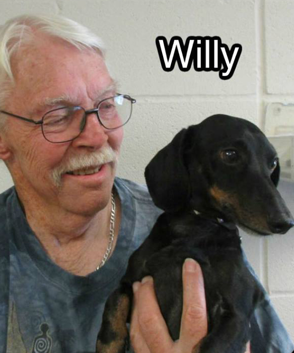 Shelter Dogs of Portland: "WILLY" doxie - young for his age!