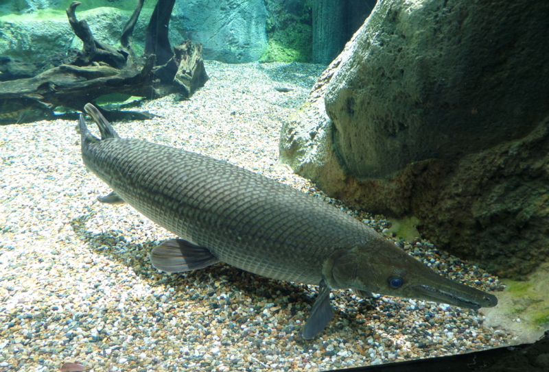 Cara Membudidayakan Ikan Aligator/ikan moncong buaya Yang Menguntungkan ...