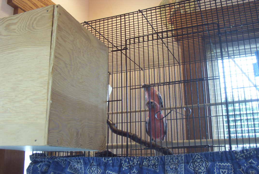 The Splendid Bourke Bird Blog: Installing Parakeet Nest Boxes