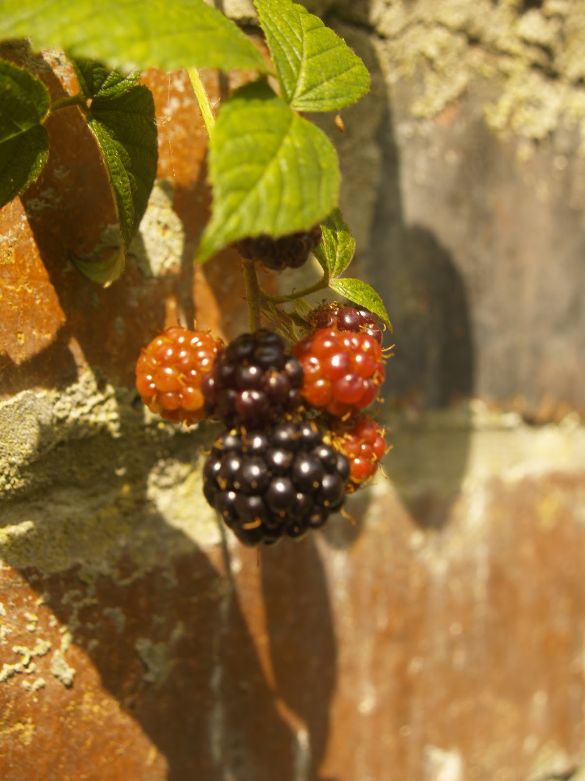 memori di bumi Eropah: aktiviti musim bunga...2011...di UK