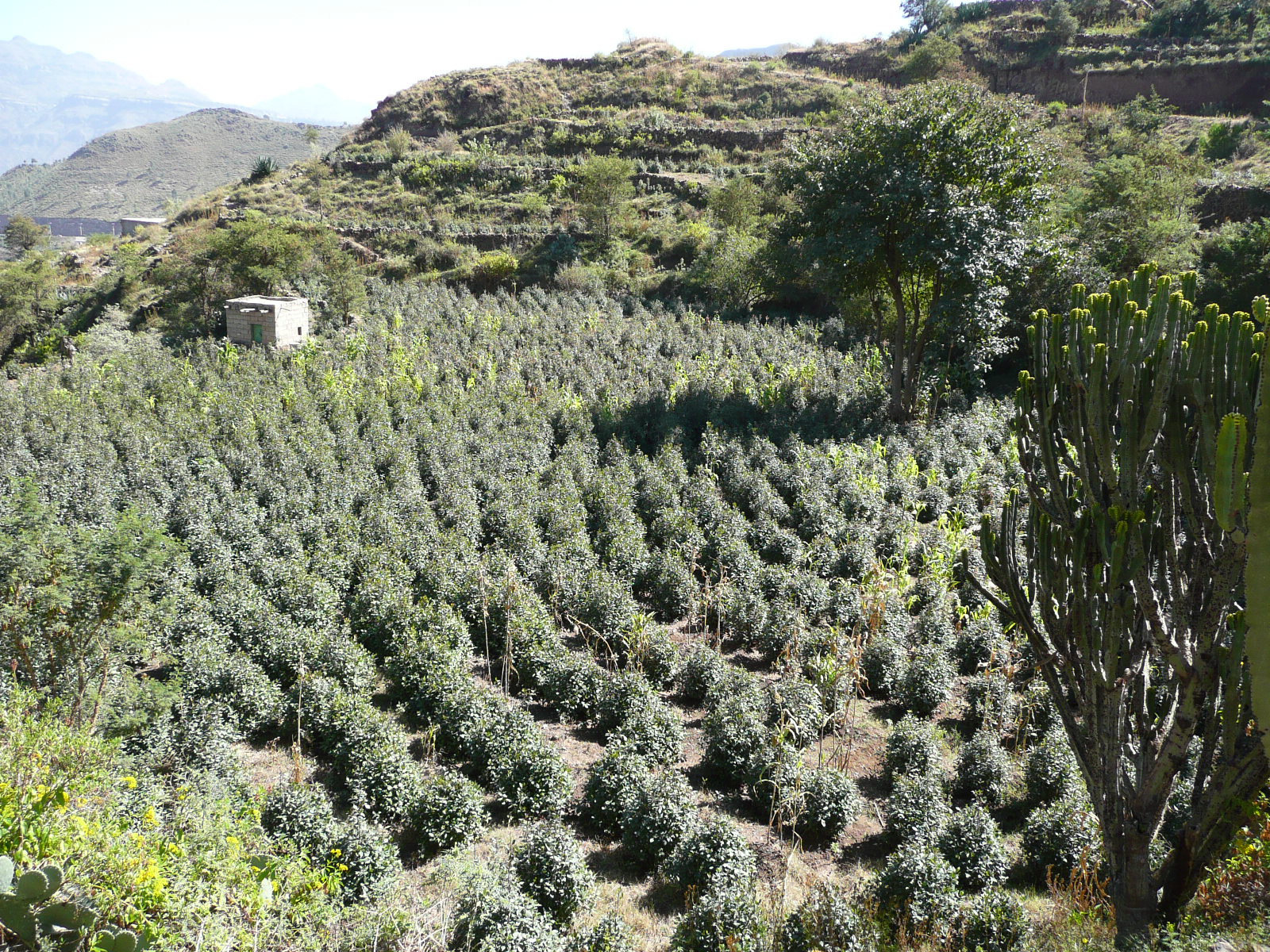 viajar a ratos: El qat o las flores del paraíso