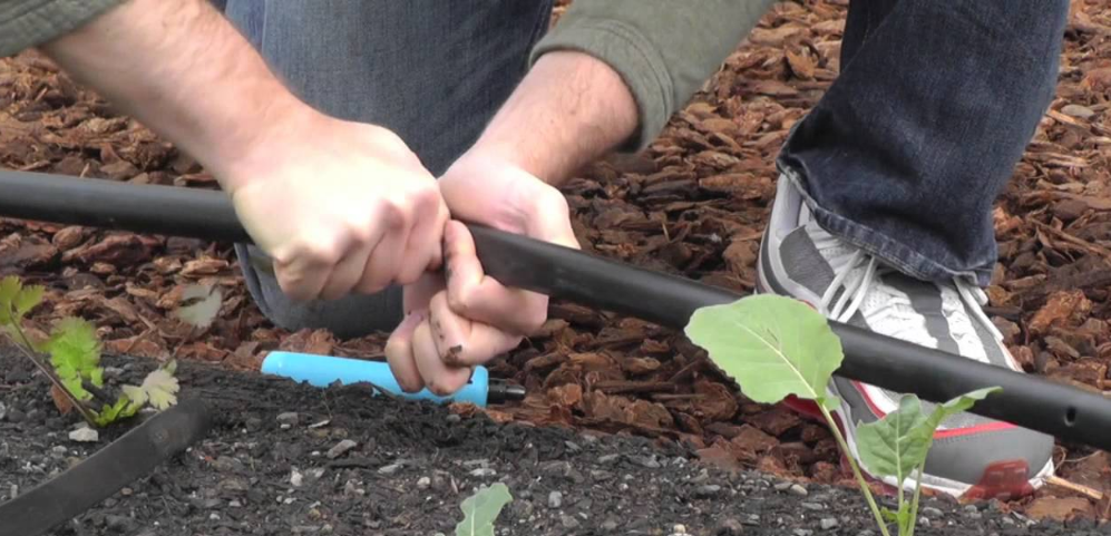 Setting up a Drip Irrigation Plan