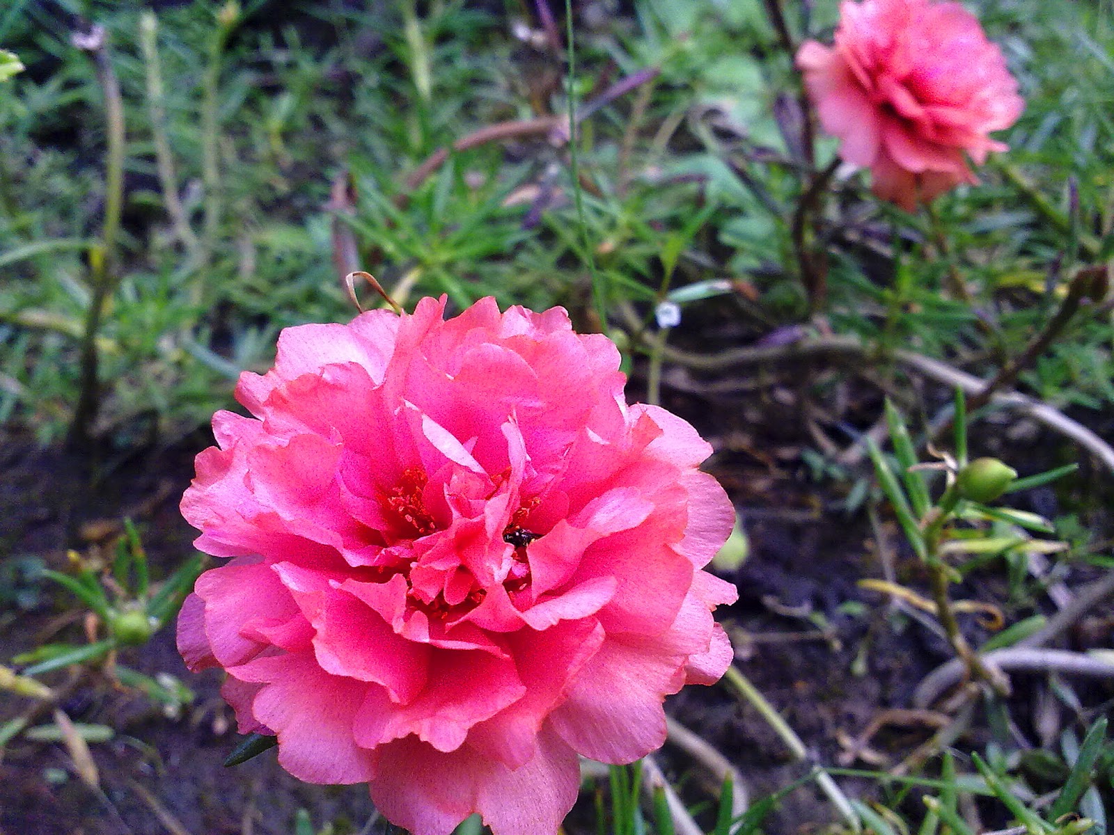 Kecantikan & Keunikan Bunga Desa - Relaks Minda