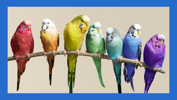 6 Tips To Take Care Of Your Parakeets - Bebo Pets