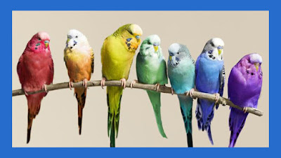 6 Tips To Take Care Of Your Parakeets - Bebo Pets