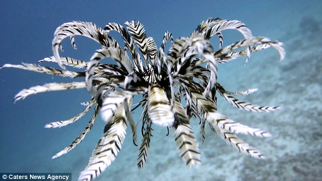 White Wolf : Fascinating Feather Star Creature spotted by a diver ...