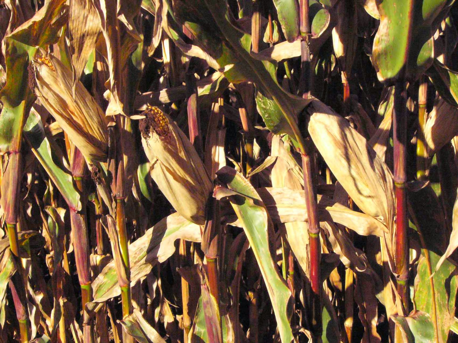 Three Things Very Dull Indeed