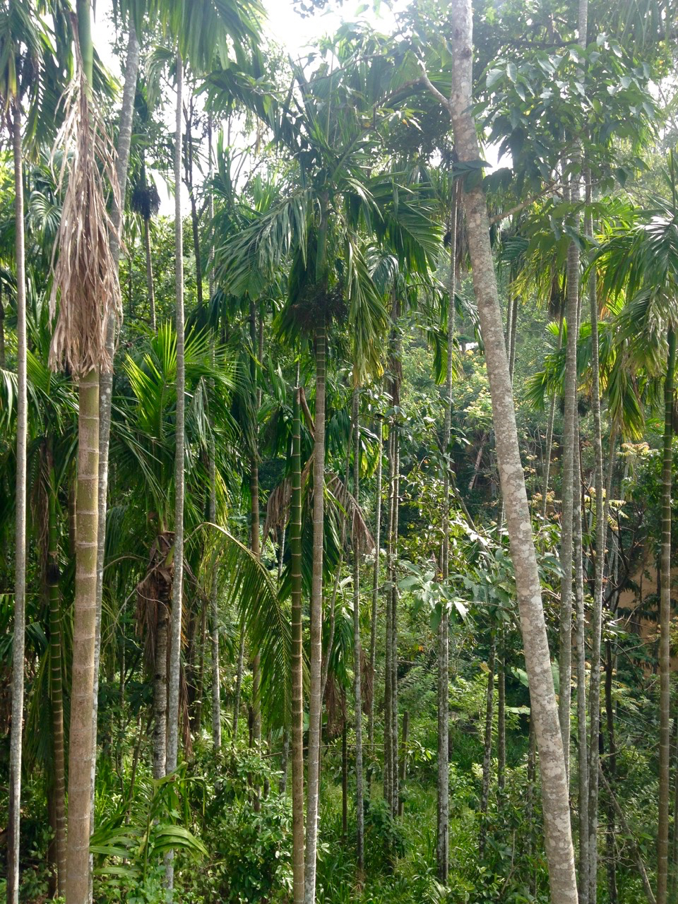 Learning to Live Peace