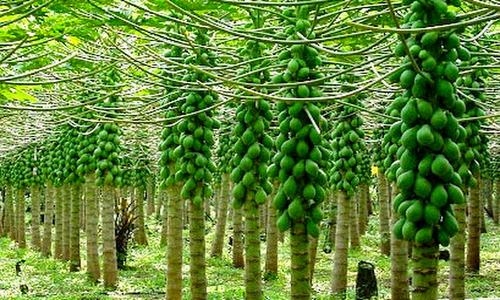 AIDILA ~ BETANO DADULAS