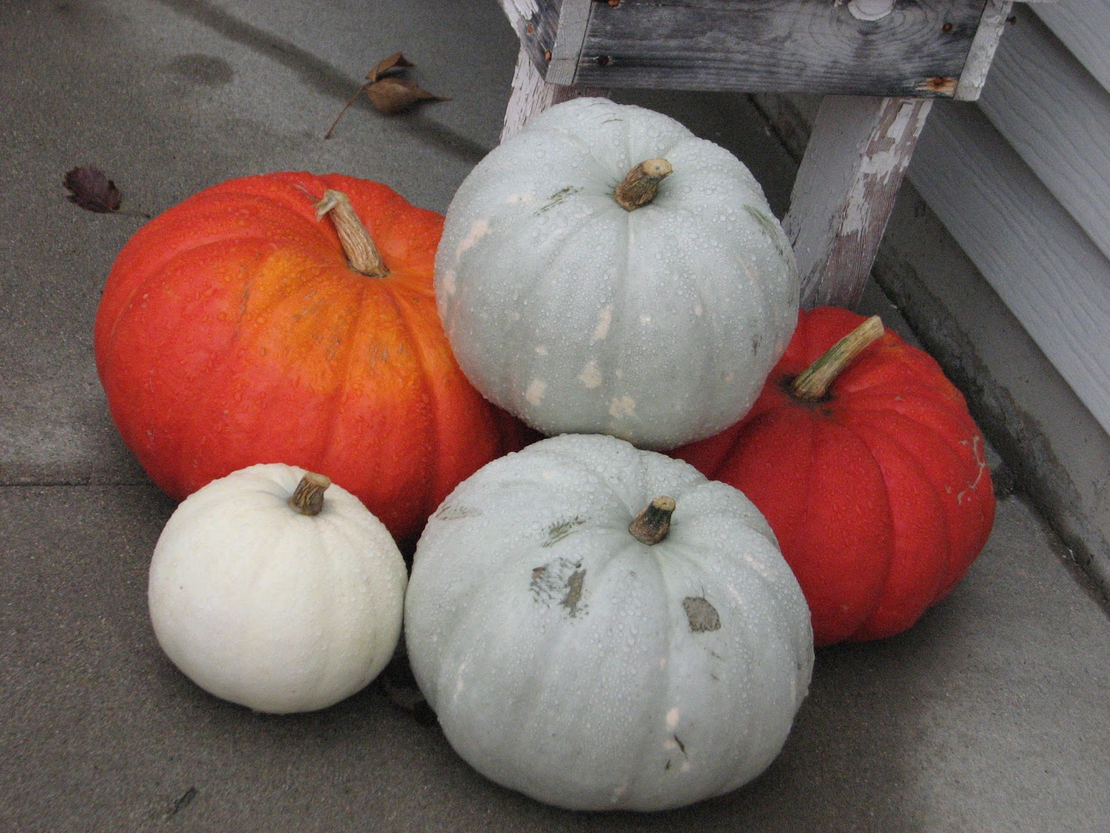 vintage patina: cinderella pumpkins