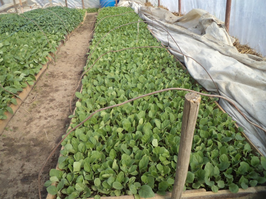 Blogul unui agricultor roman: Rasaduri de legume