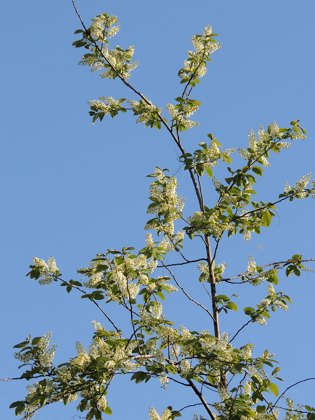 PPP - Pohjoisten Pirkkojen Puutarhayhdistys: Tuomi/Prunus padus/Hägg ...