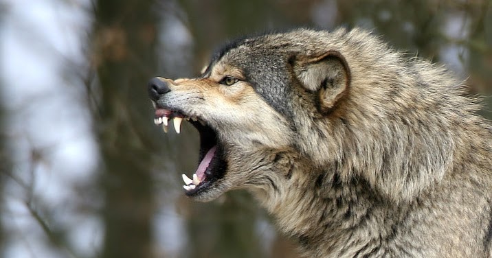 White Wolf : 10 pictures of growling wolves that will awaken your alpha ...