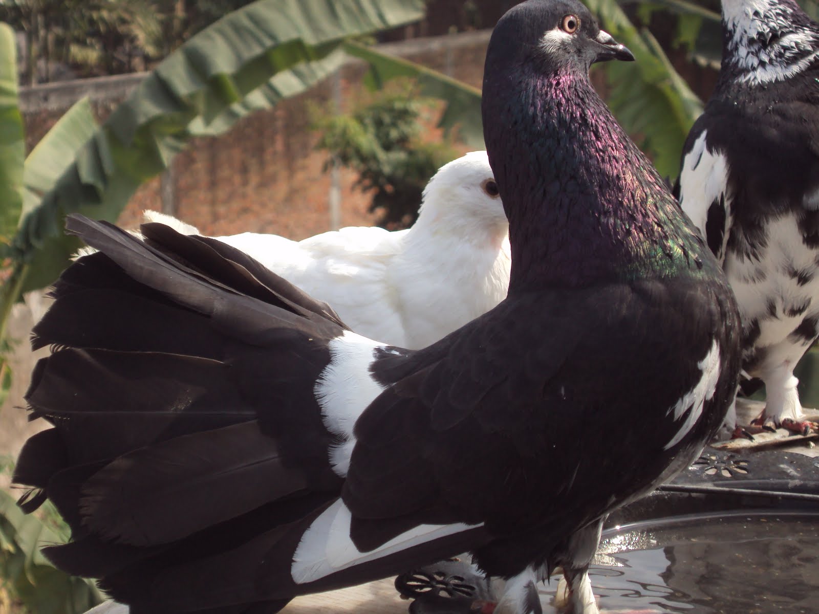 toko bagong farm: merpati kipas blorok
