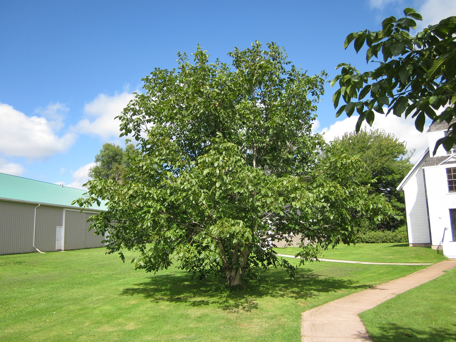 Pedaling PEI: Walnut tree