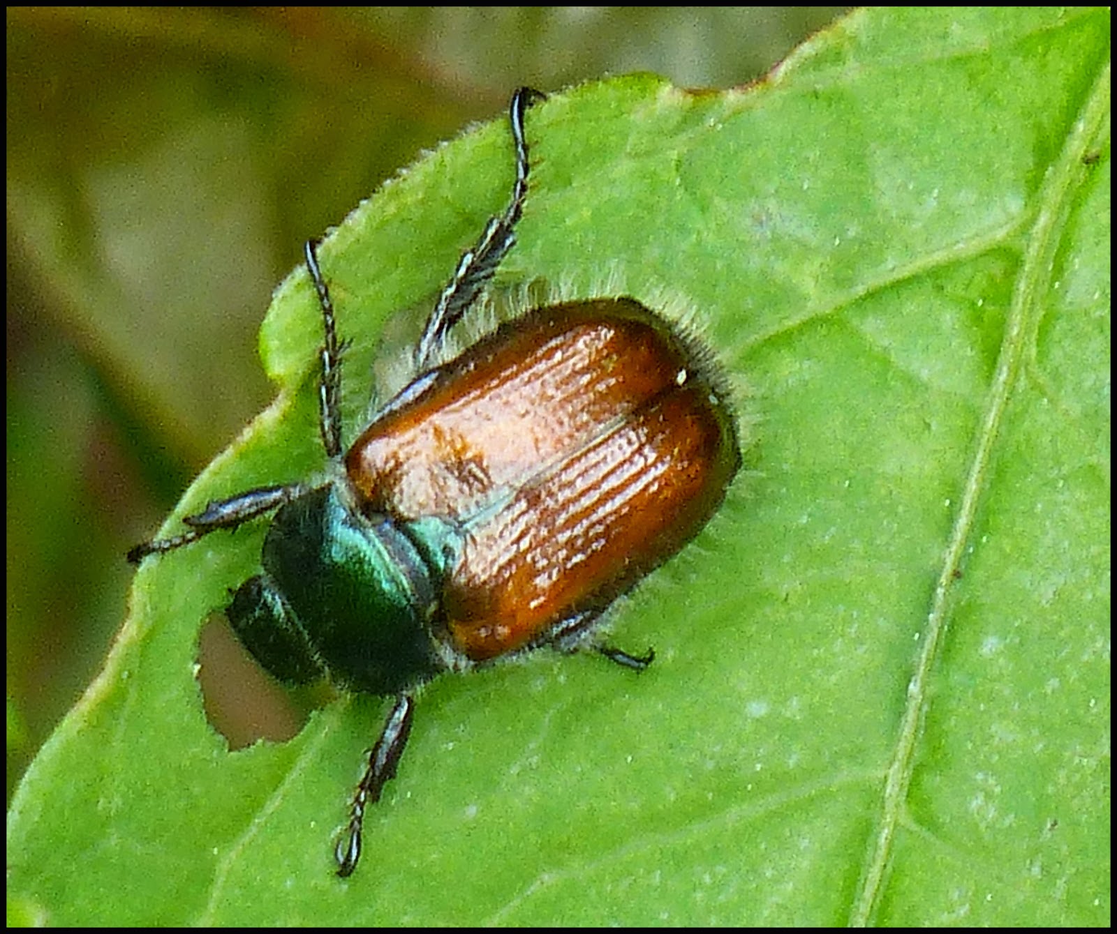 Wild and Wonderful: Tree Following ~ Silver Birch in June