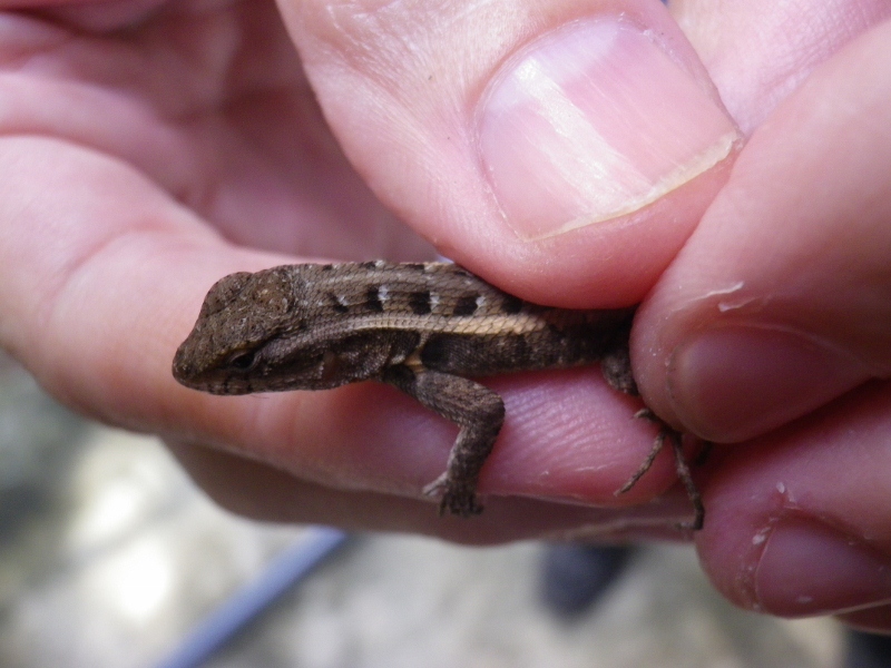 Laguna de Apoyo, Nicaragua: Rosebelly Lizard
