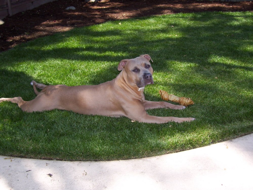 Pit Bull Frogs: Pit Bull Frog Photos