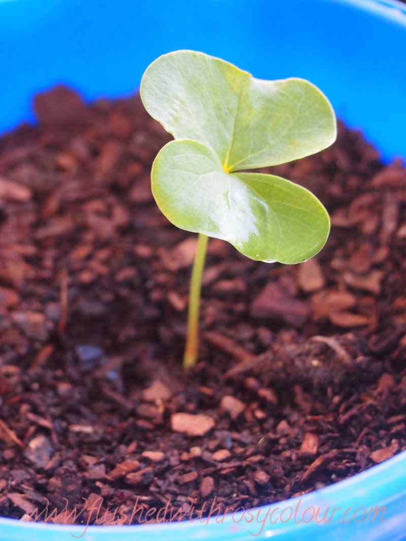 Flushed with Rosy Colour: 2 week old potted cotton sprout