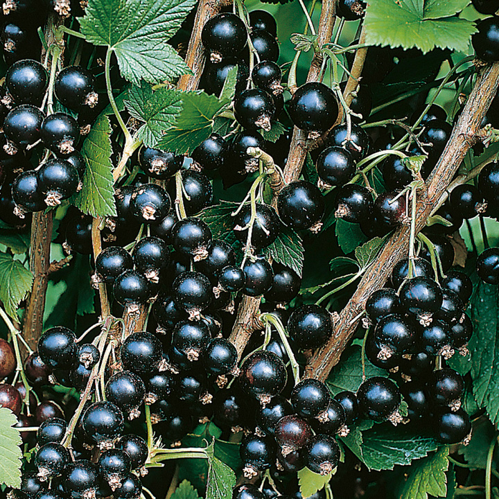 Blackcurrant Fruit - Natural Beauty