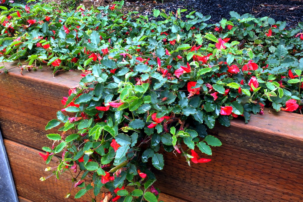 Friends of Drouin's Trees: Go Native