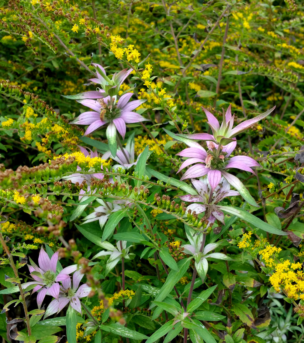 Seminte si plante de gradina hobby: Monarda punctata-Spotted Bee Balm