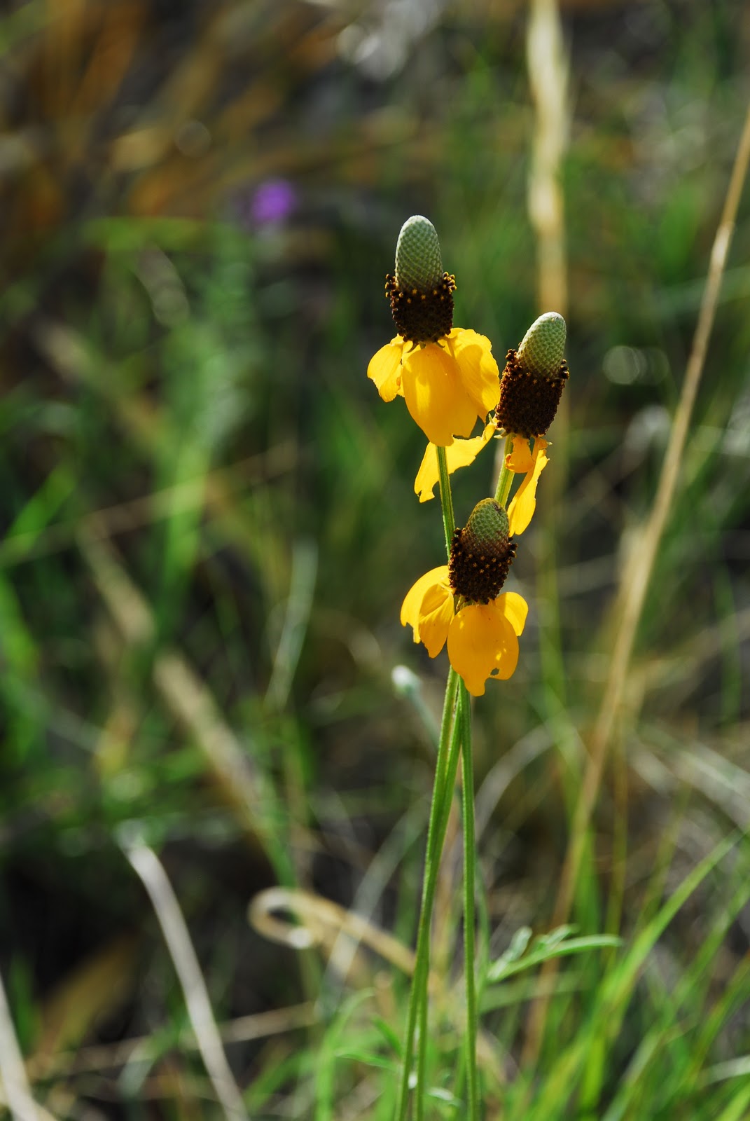 Texas Mountain Trail Daily Photo: Flowers of the Smith Spring Trail ...