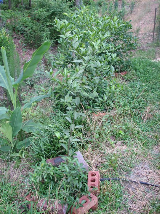 Tim's Backyard: Changsha Mandarins: Their Fruit and Their Pests