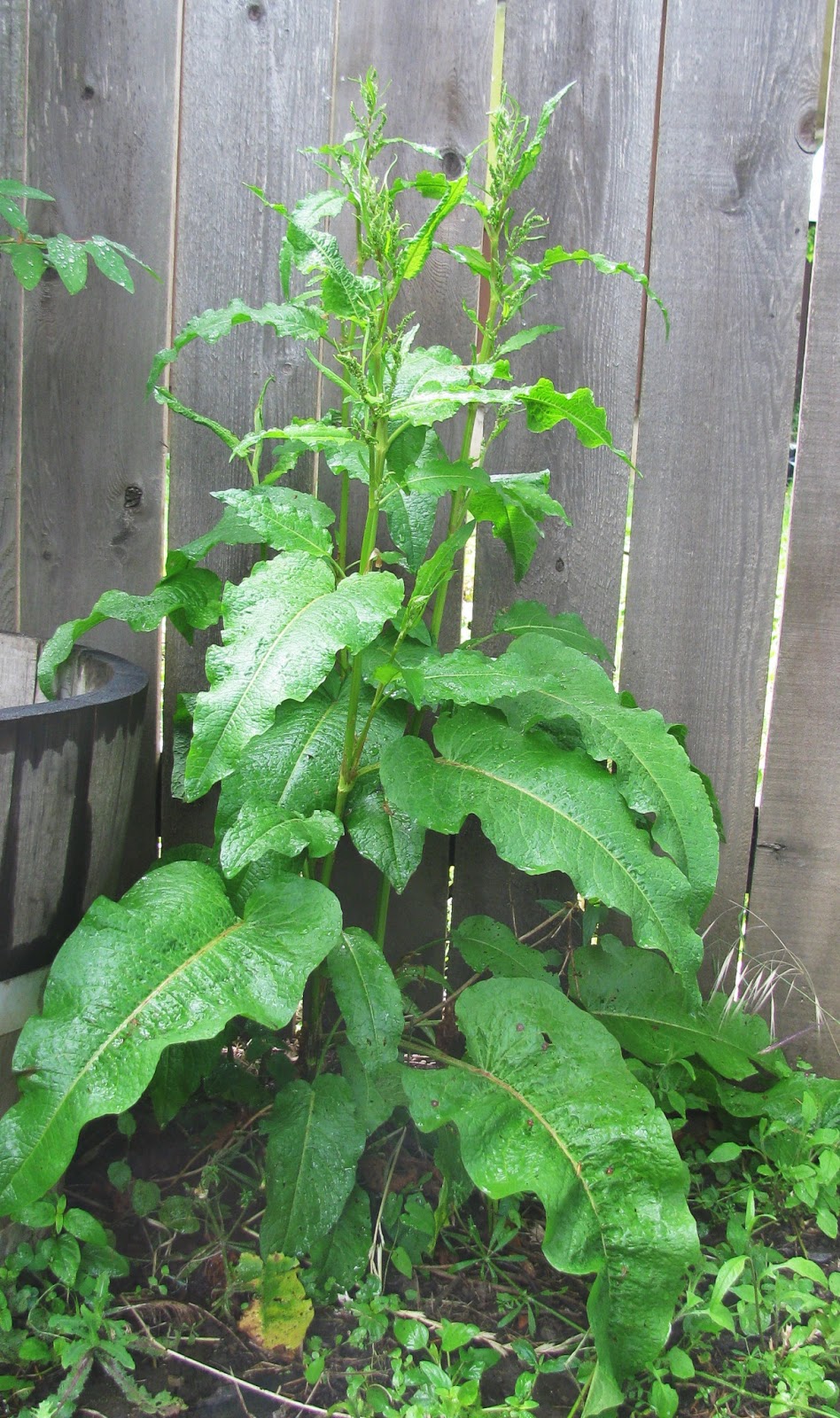 Foraging Yellow Dock + Yellow Dock Enchilada Recipe | Proverbs 31 Woman