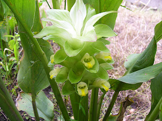 Overcome Disease: Efficacy and Benefit Kunir