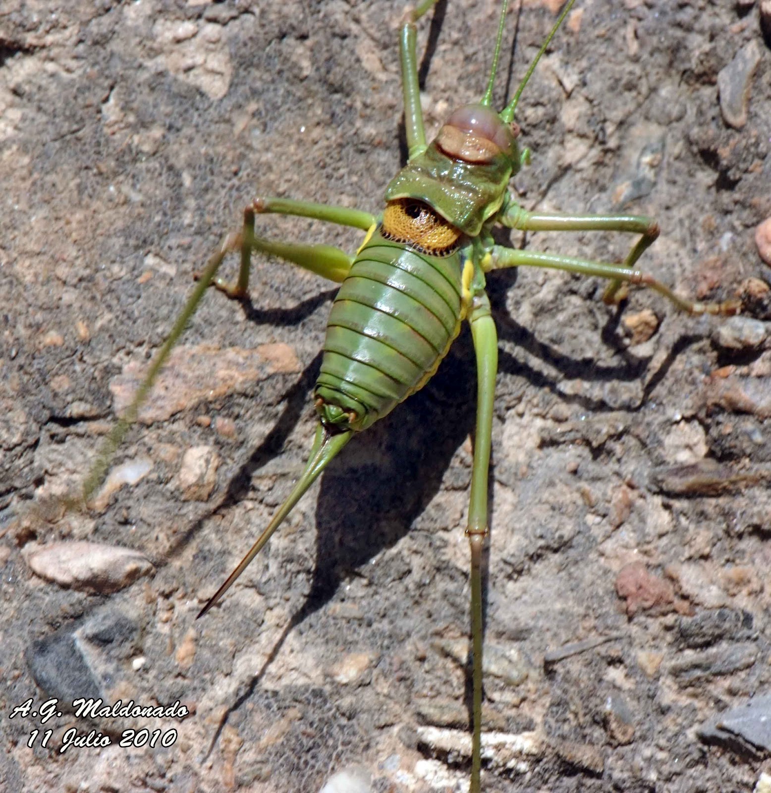 Biodiversidad Costa Granadina y ... (Fauna): Chicharra o grillo verde ...