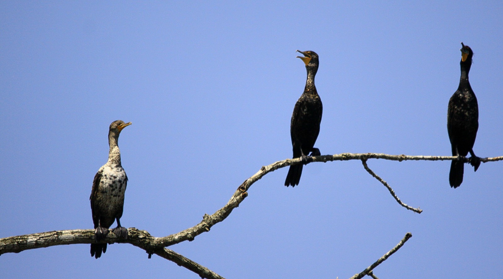 Gary's Outdoor Wanderings2: IN SEARCH OF A CORMORANT ROOKERY