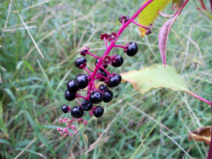 My Photography: Wild berries.