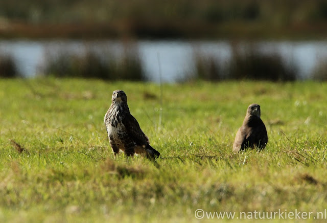Jonge Buizerds op oefening