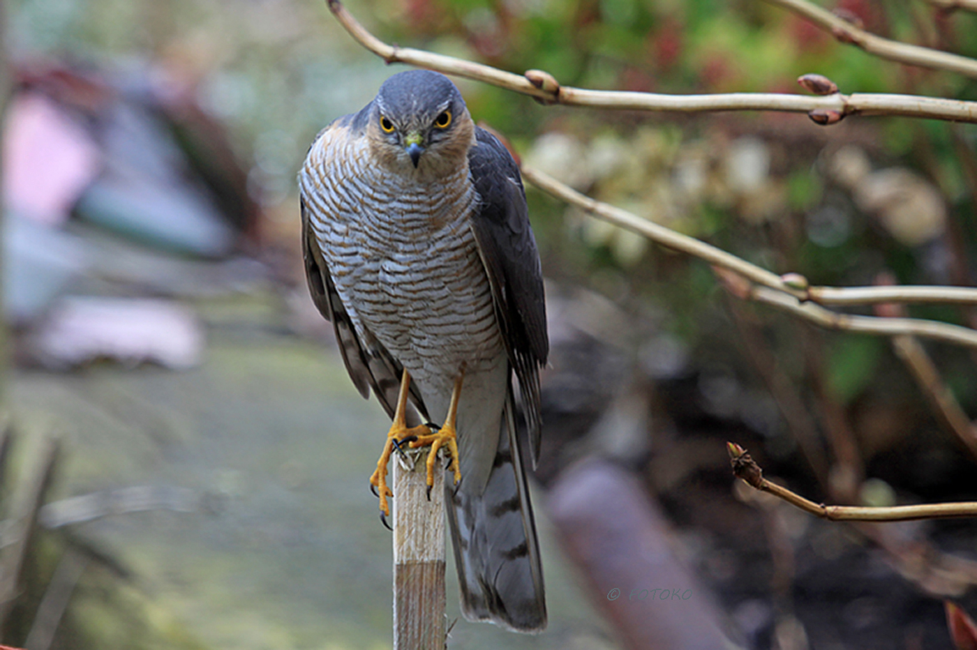 NatuurlijkNatuur: Sperwer. [Accipiter nisus]