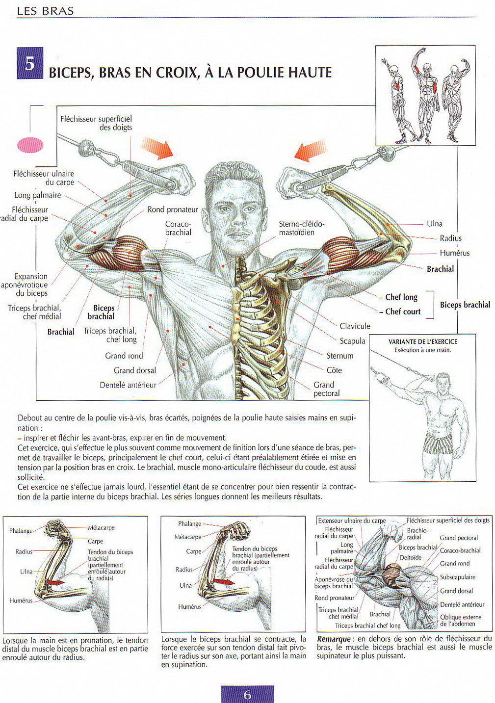 biceps workout | guide de musculation