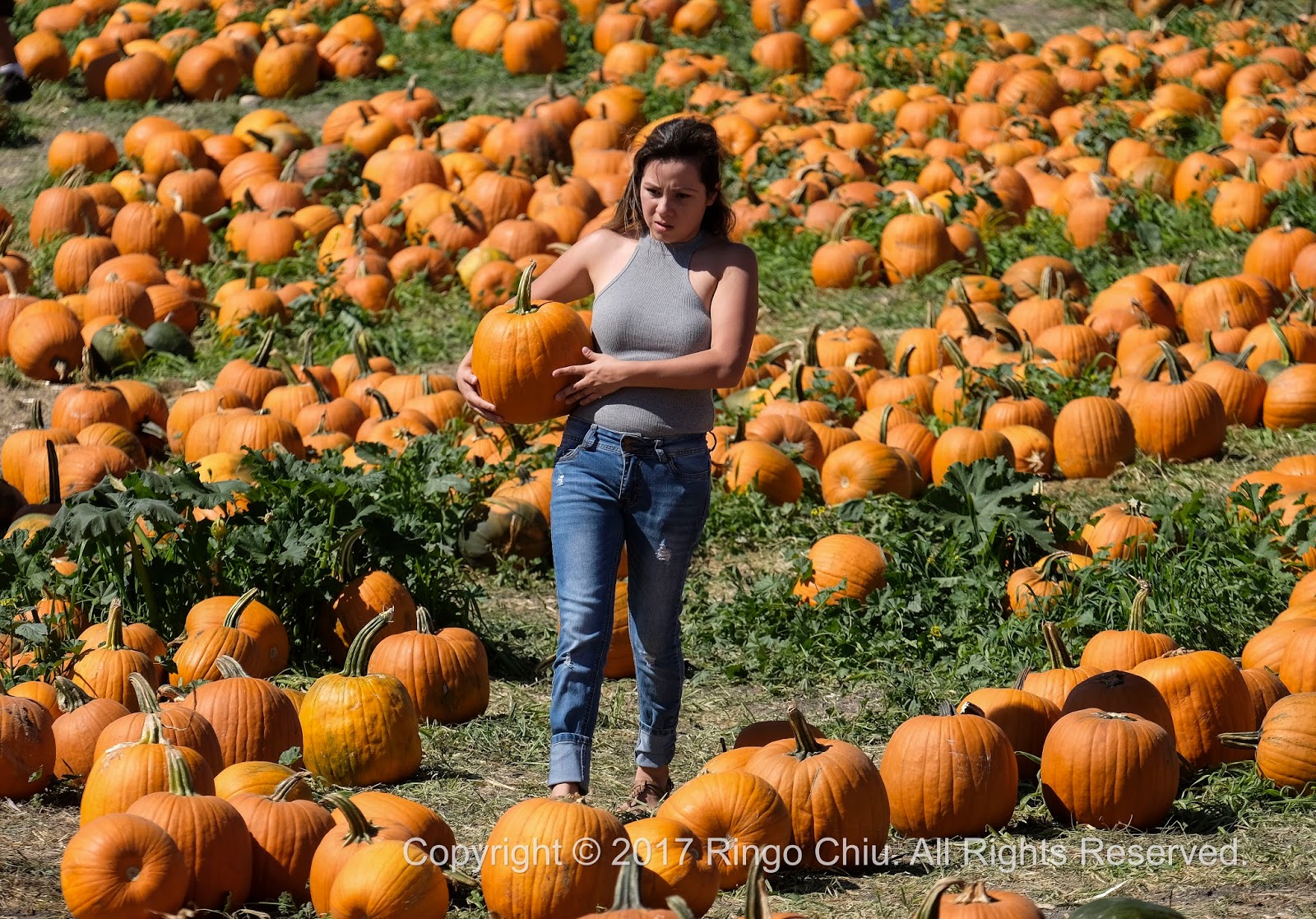 Ringo Chiu Photography: 20171007 Pumpkin Festival in Cal Poly Pomona