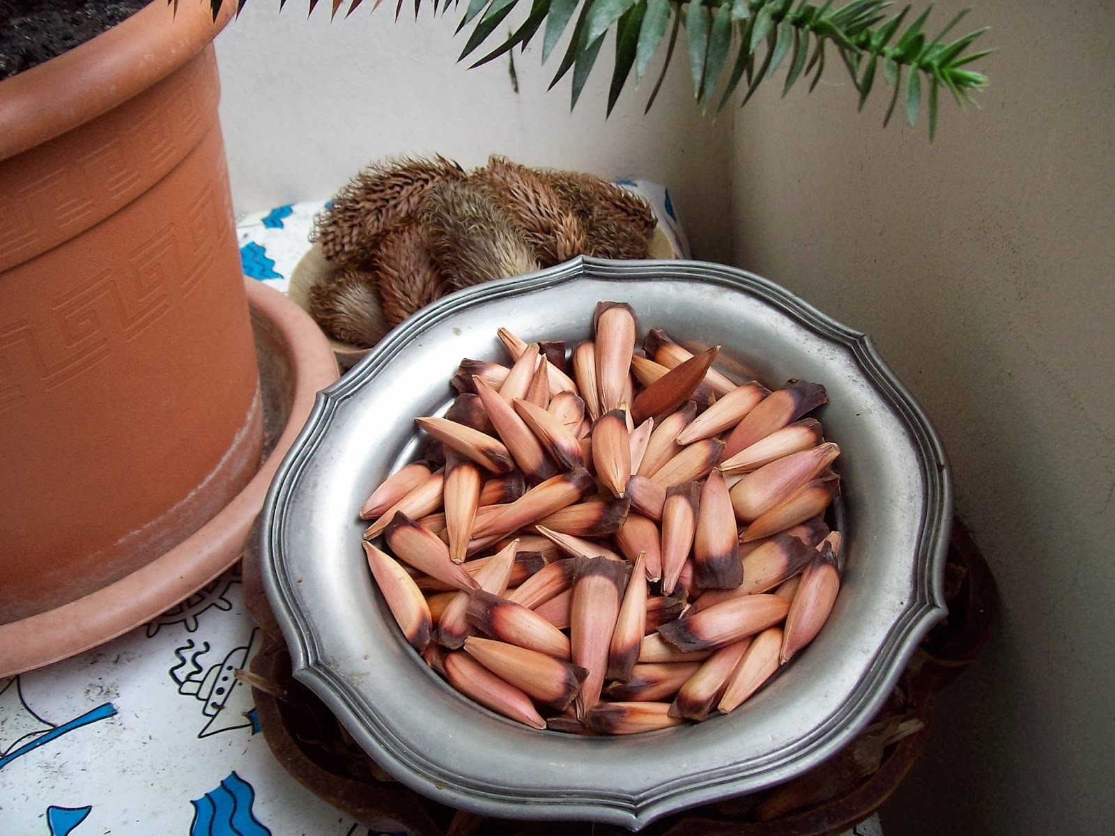 "Parque de Araucarias Araucanas" - Chile: Fotos de piñones-araucanos ...