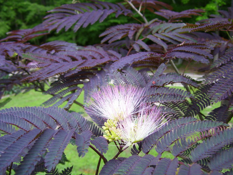 Backyard Pond: Beautiful Mimosa Tree
