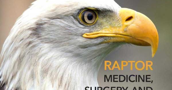 Raptor Medicine, Surgery, and Rehabilitation - VETmasrawy